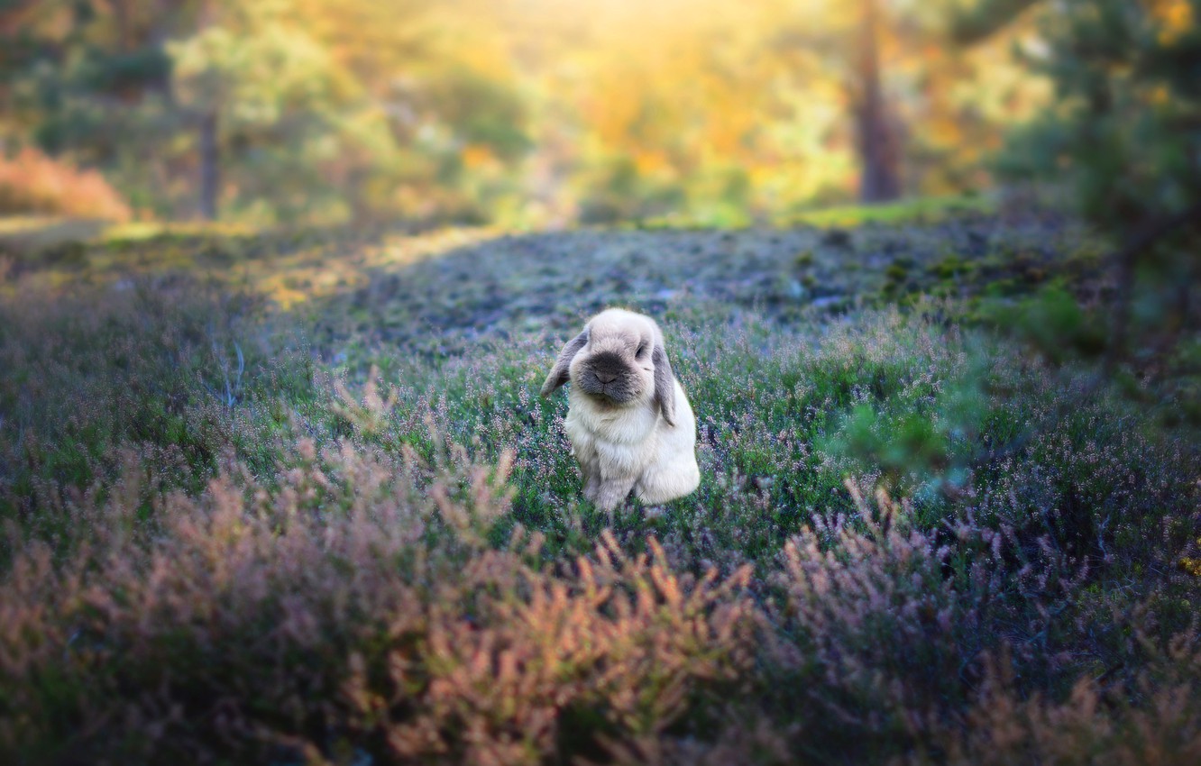 Autumn Rabbit Wallpapers - Wallpaper Cave