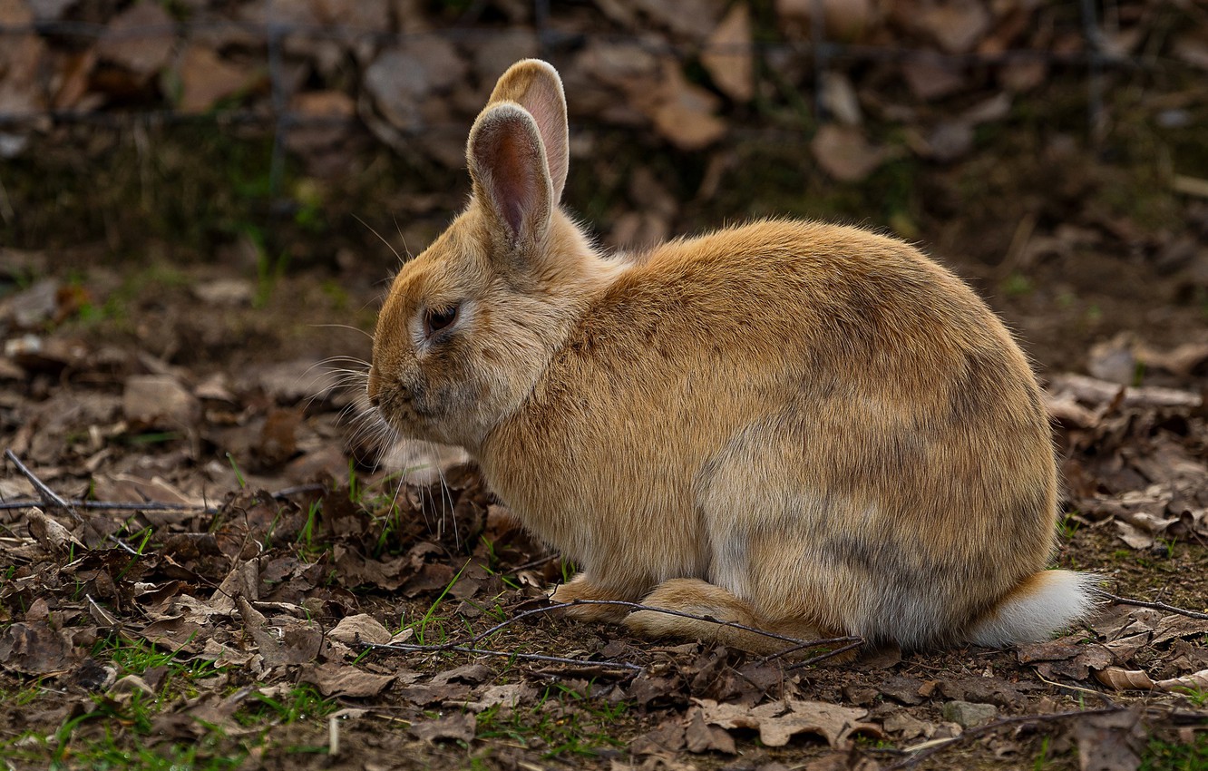 Autumn Rabbit Wallpapers - Wallpaper Cave