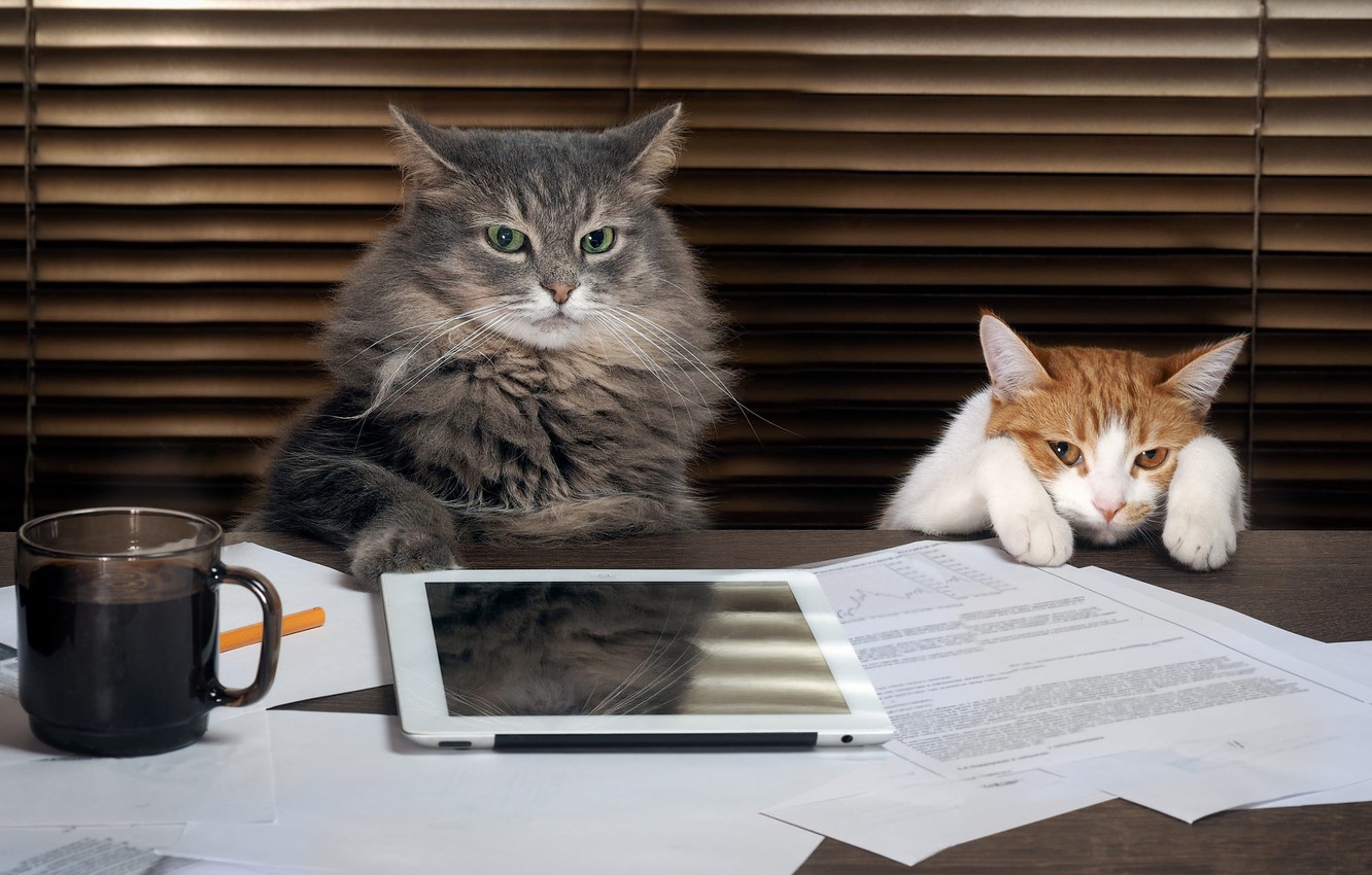 Cat Coffee Wallpapers - Wallpaper Cave