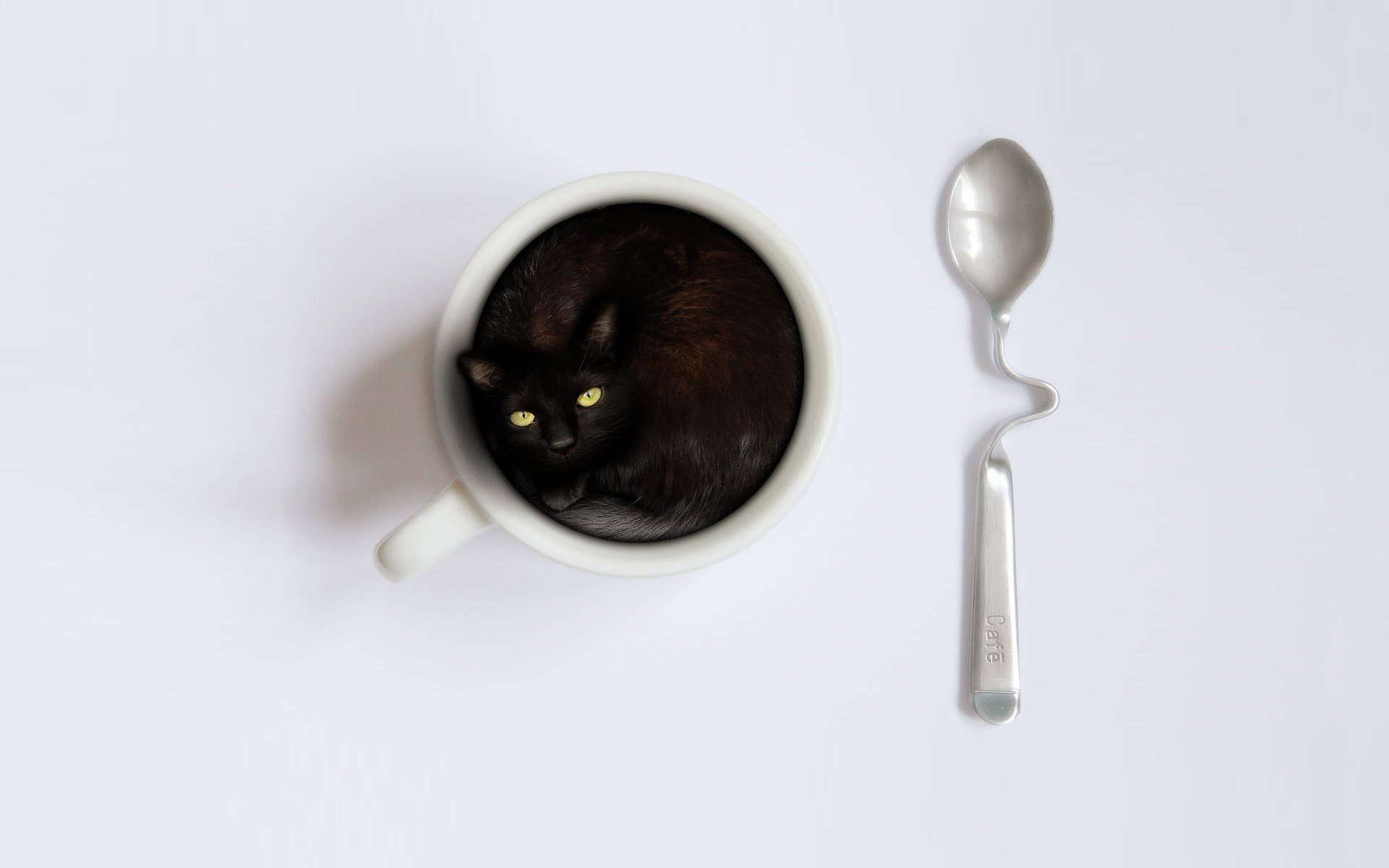 Cat Coffee Wallpapers - Wallpaper Cave