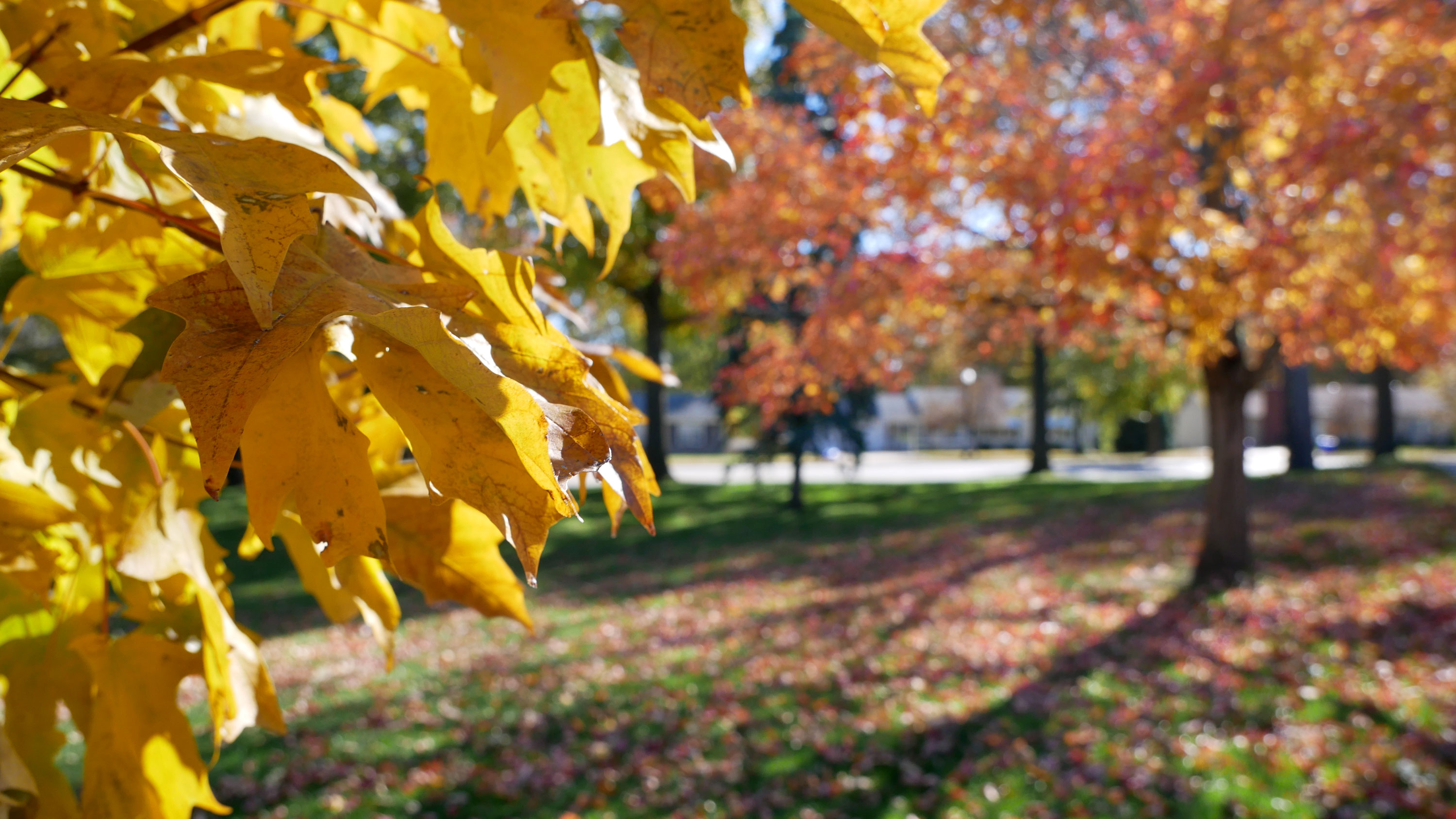 Autumn Zoom Wallpapers - Wallpaper Cave