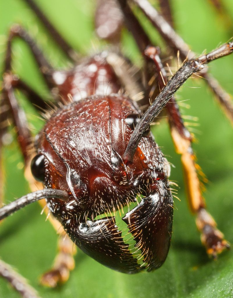 Bullet Ant Wallpapers - Wallpaper Cave