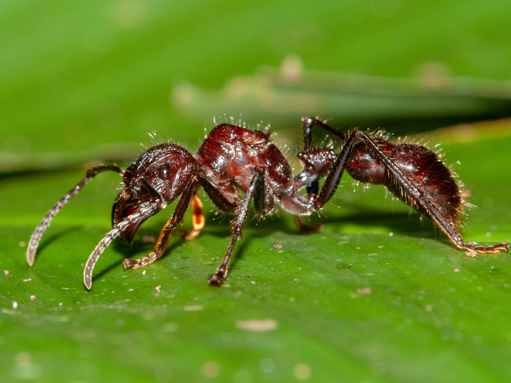 Bullet Ant Wallpapers - Wallpaper Cave
