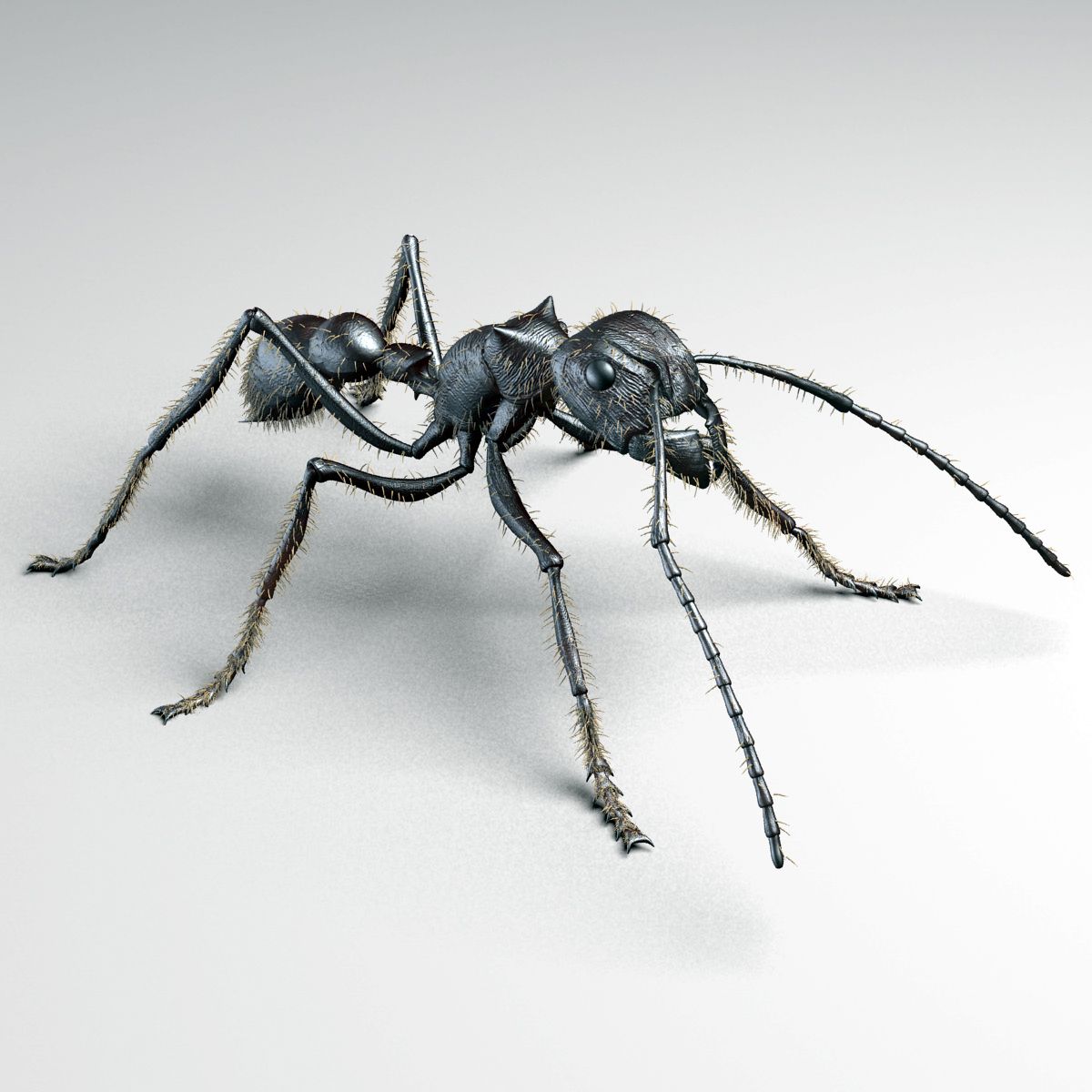 Bullet Ant Wallpapers - Wallpaper Cave