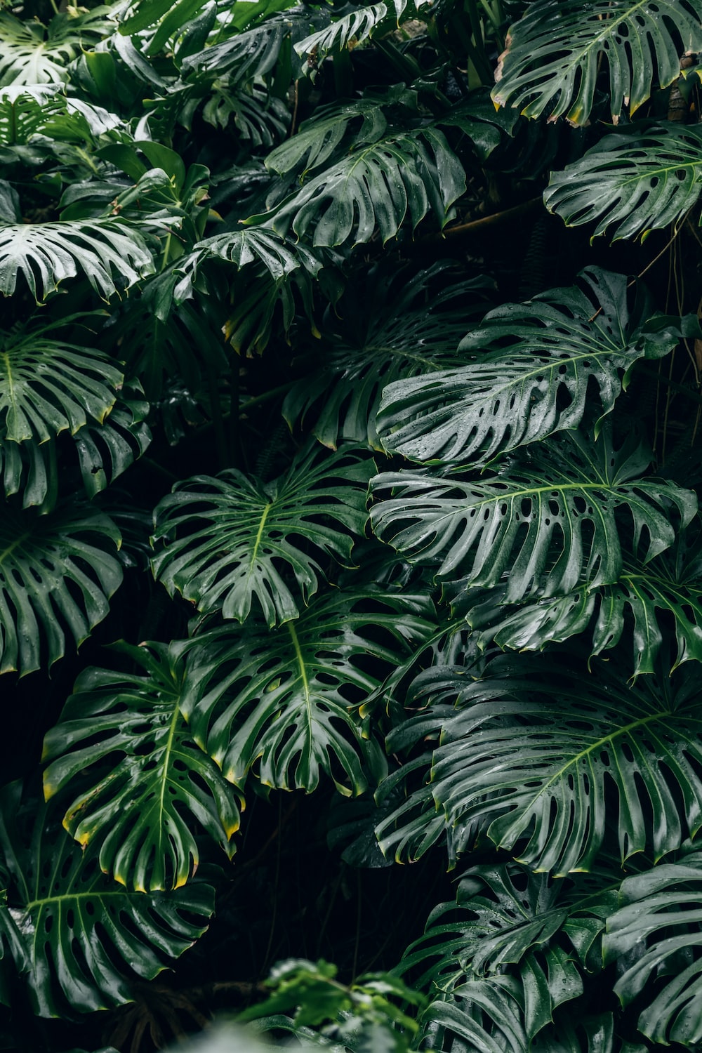 Monstera Leaf Wallpapers - Wallpaper Cave