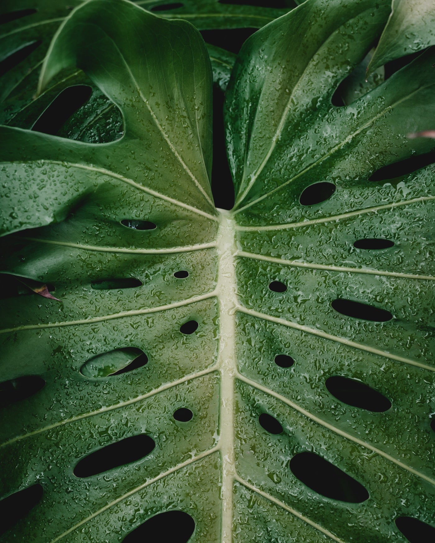 Monstera Leaf Wallpapers - Wallpaper Cave