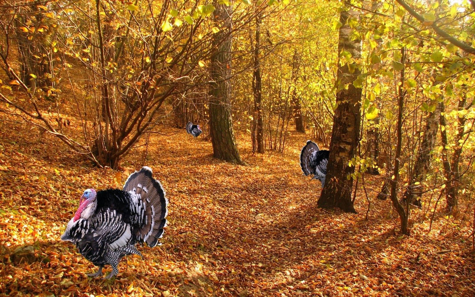 Thanksgiving Wild Turkey Wallpapers - Wallpaper Cave