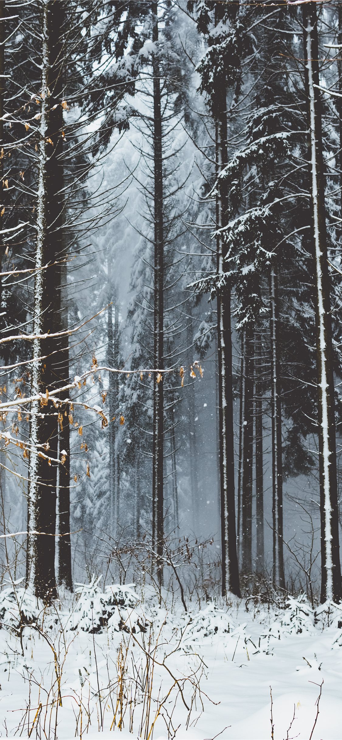 Brown Winter Wallpapers - Wallpaper Cave