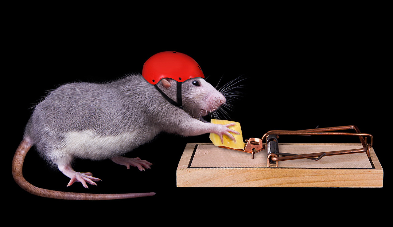 Funny Rats Wallpapers - Wallpaper Cave