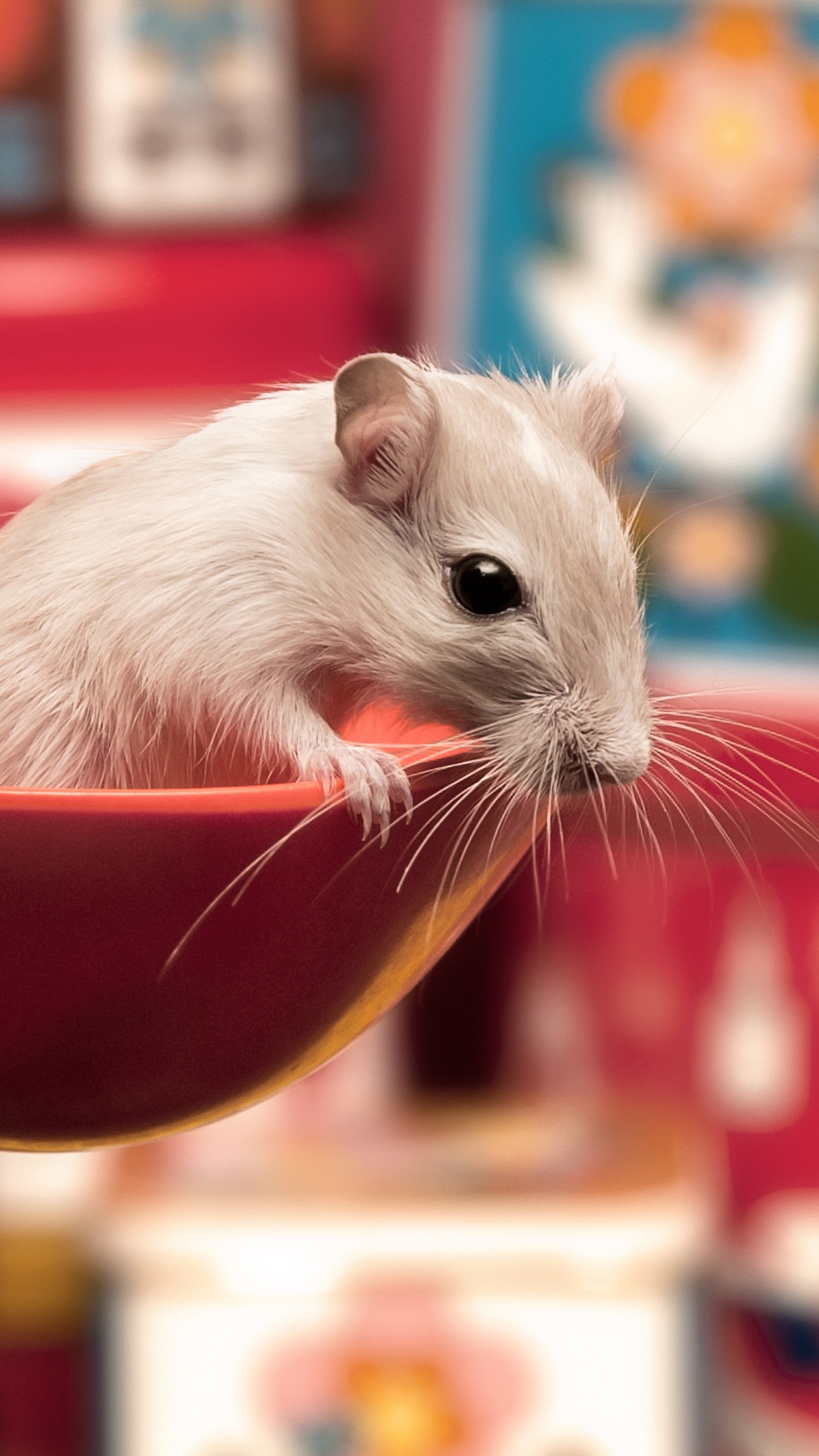 Funny Rats Wallpapers - Wallpaper Cave