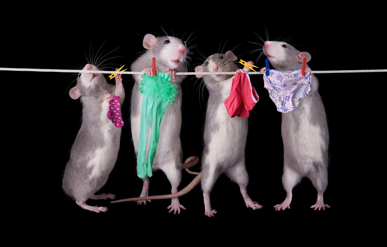 Funny Rats Wallpapers - Wallpaper Cave