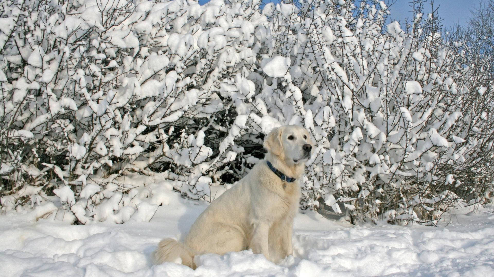 Winter Golden Lab Wallpapers - Wallpaper Cave