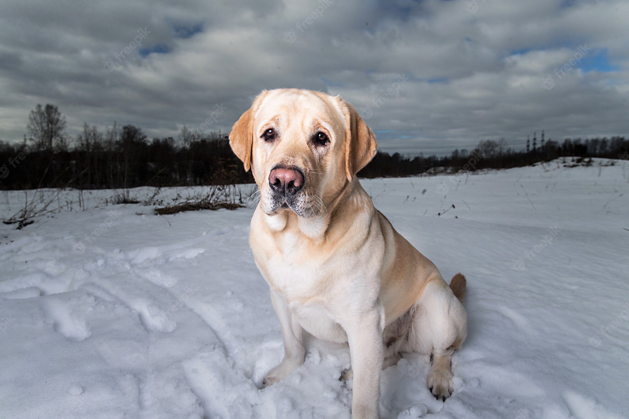 Winter Golden Lab Wallpapers - Wallpaper Cave