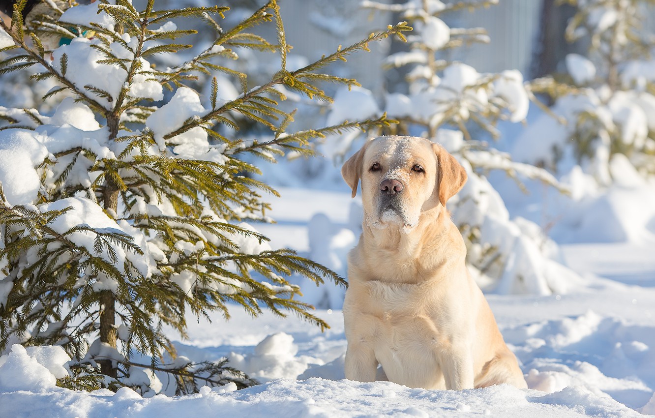 Golden Lab Winter Wallpapers - Wallpaper Cave
