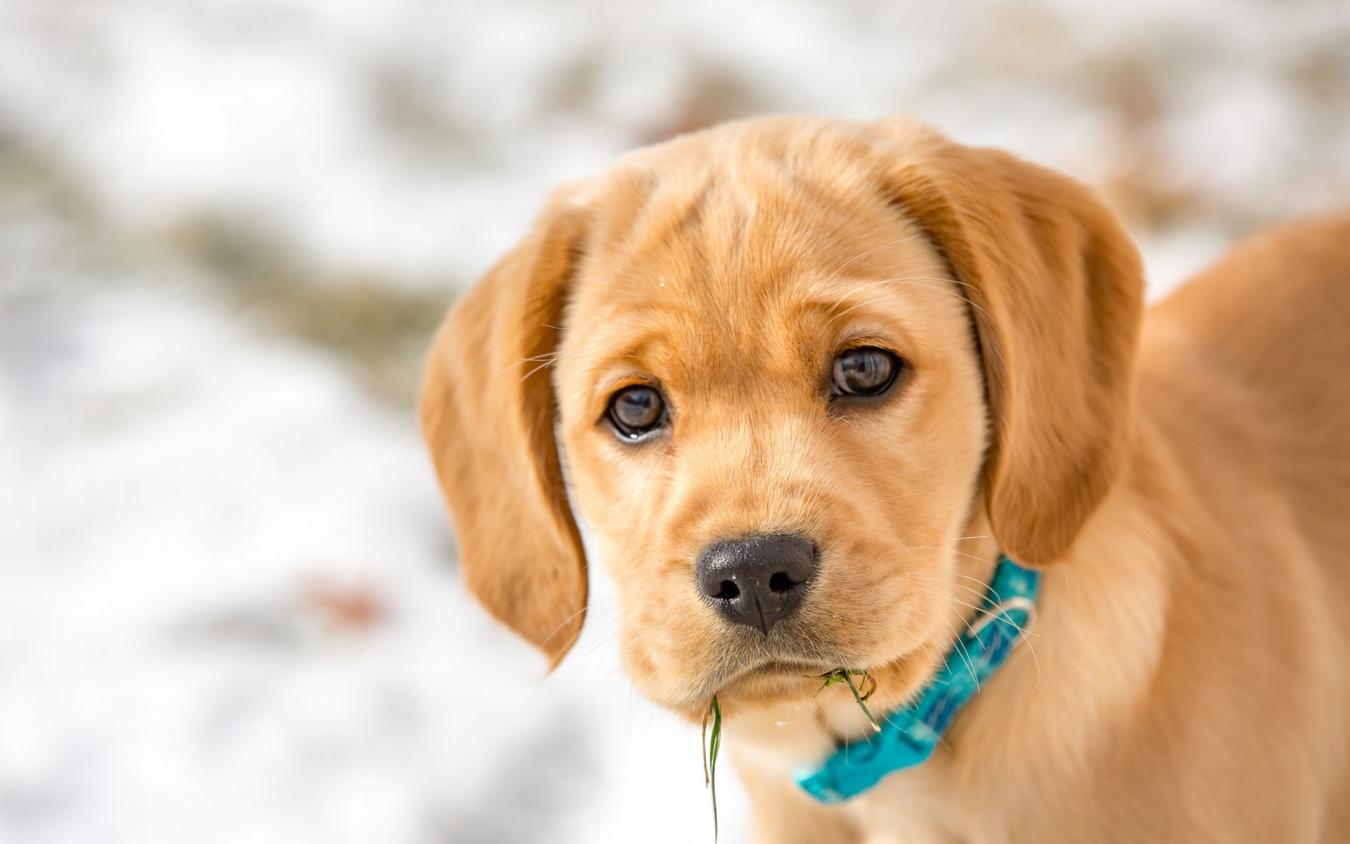 Golden Lab Winter Wallpapers - Wallpaper Cave