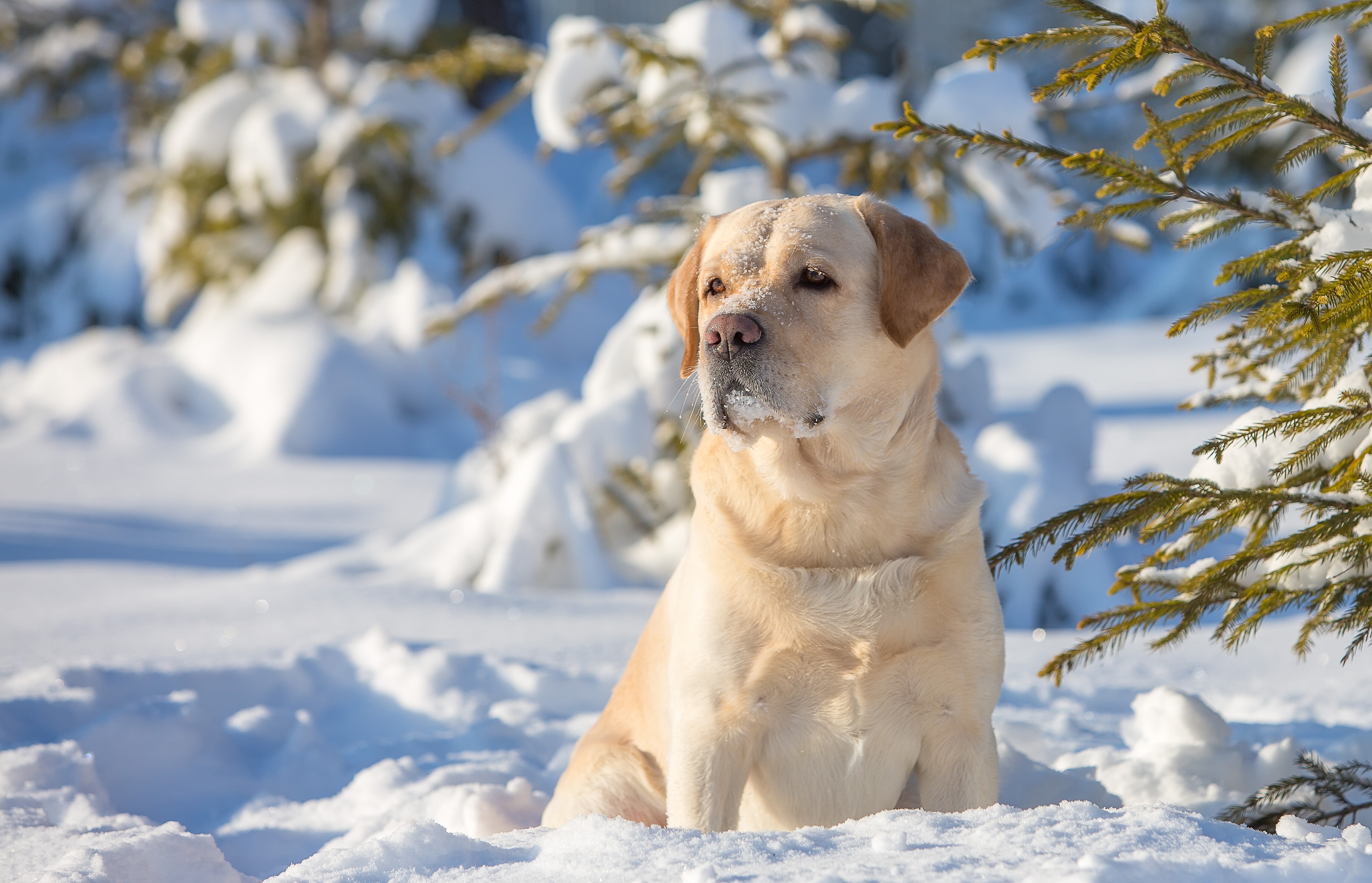 Winter Golden Lab Wallpapers - Wallpaper Cave