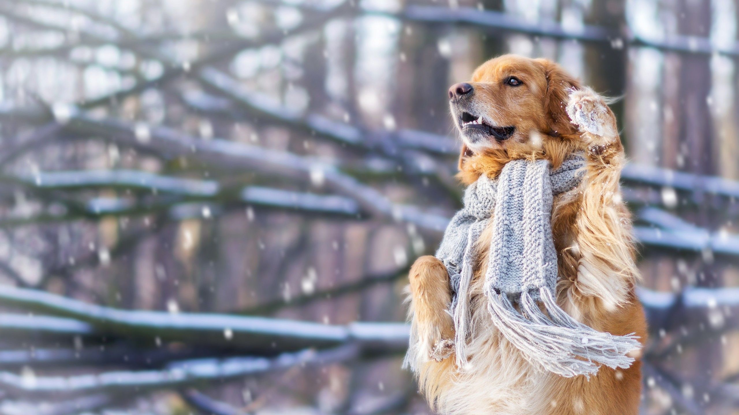 Winter Golden Lab Wallpapers - Wallpaper Cave