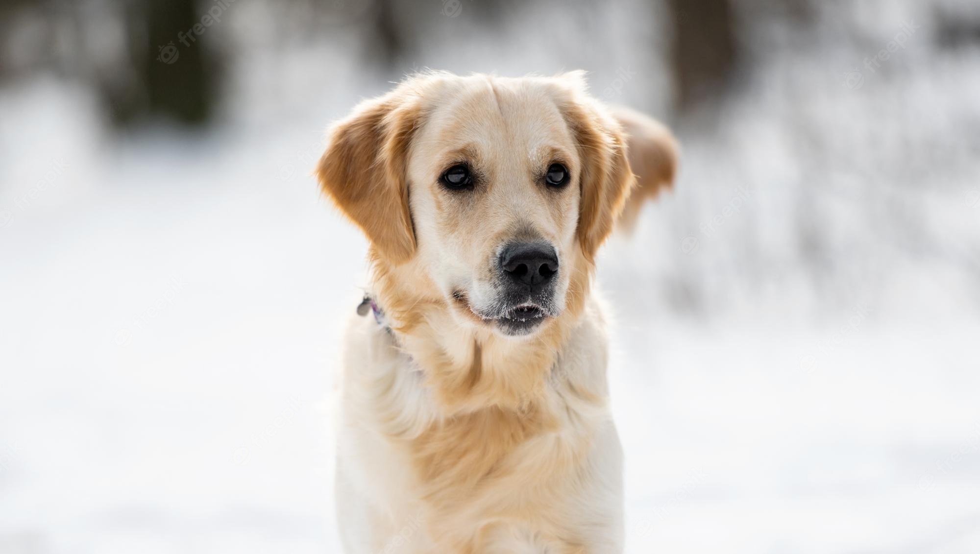 Winter Golden Lab Wallpapers - Wallpaper Cave