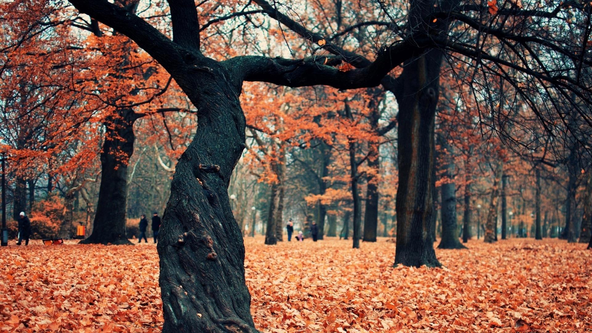 Autumn Poland Wallpapers - Wallpaper Cave