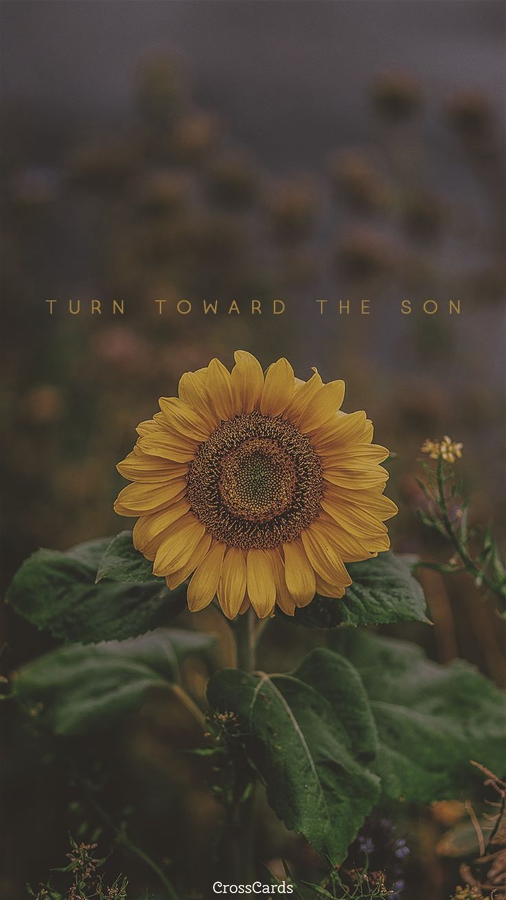 Flower With Message Wallpapers - Wallpaper Cave