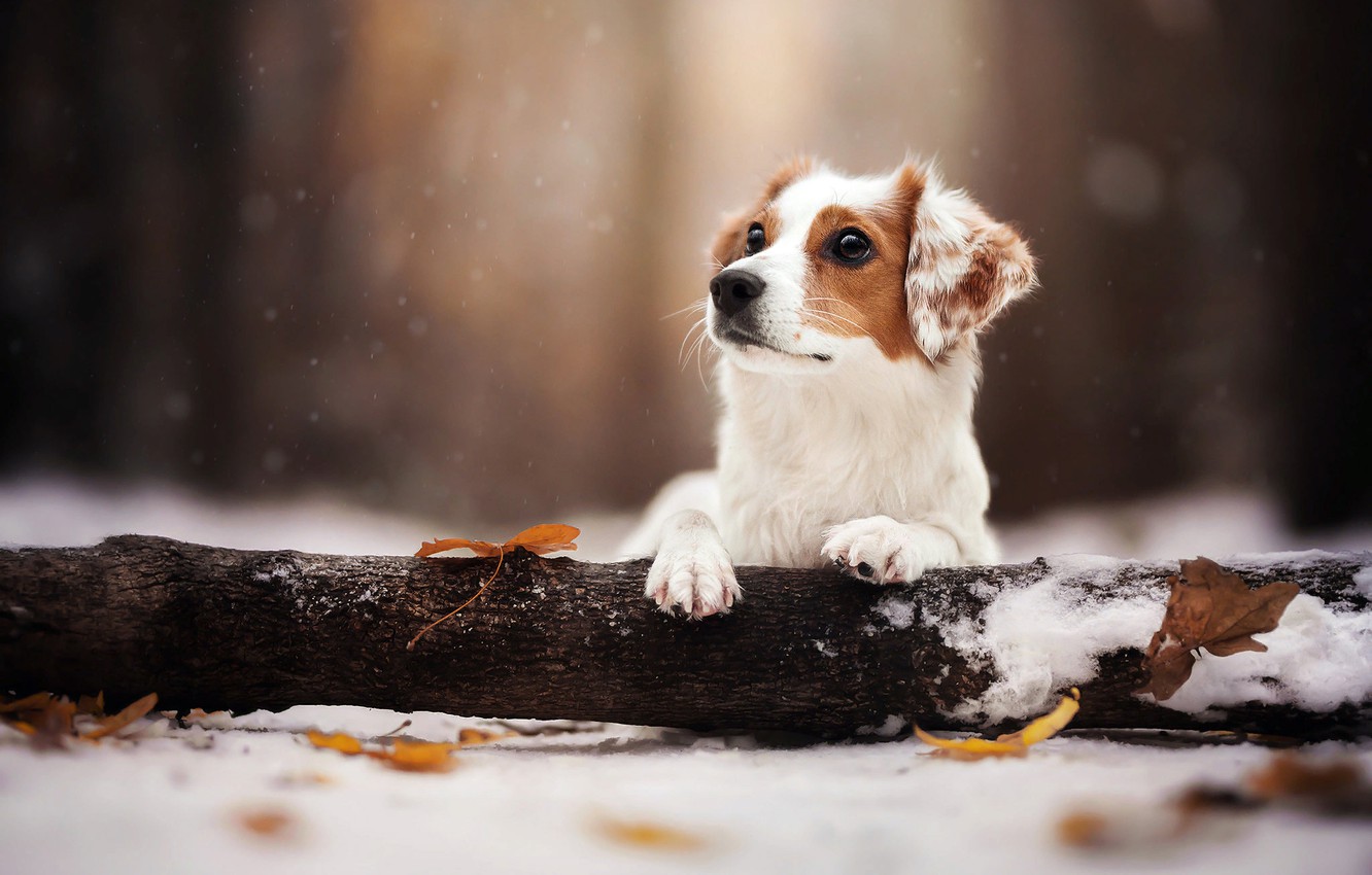 Winter Cats And Dogs Wallpapers - Wallpaper Cave