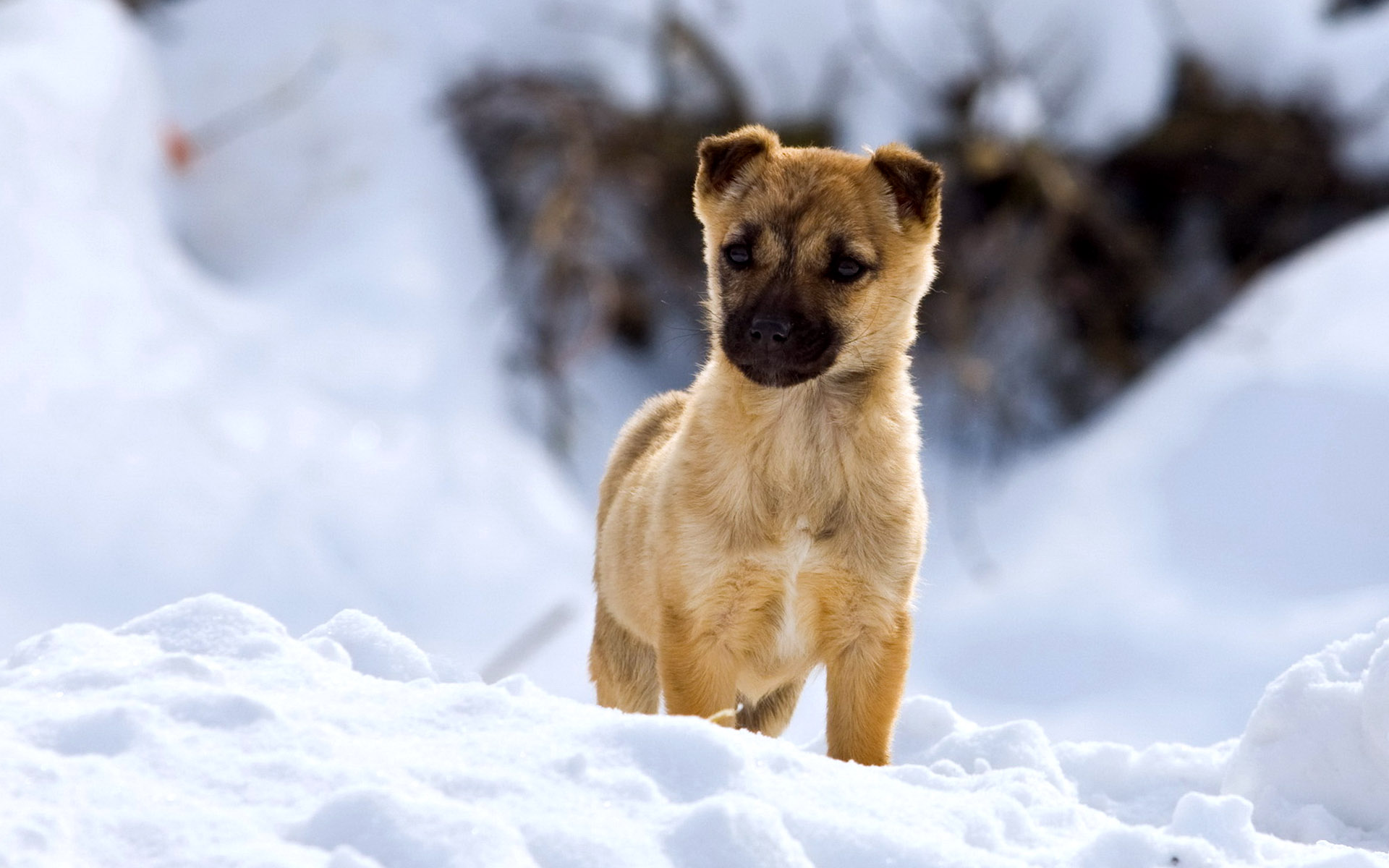 Cute Puppy Winter Wallpapers - Wallpaper Cave