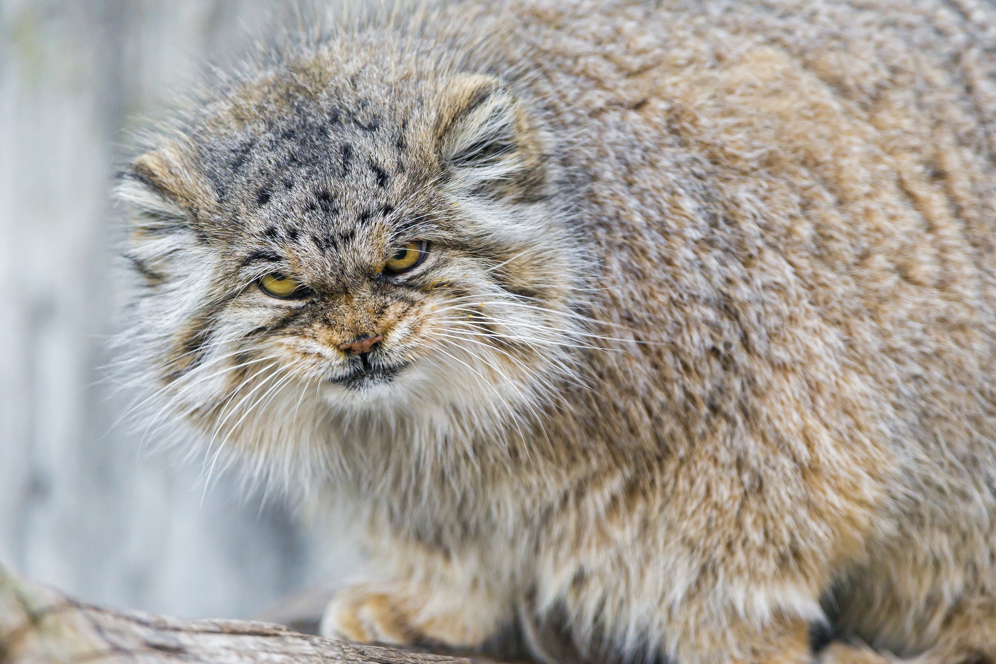 Pallas's Cats Wallpapers - Wallpaper Cave