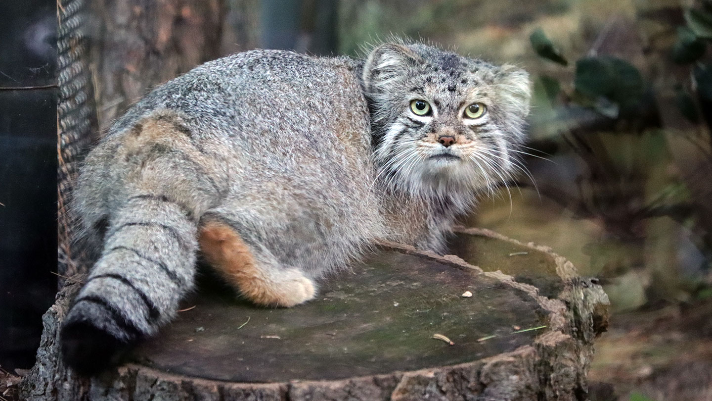 Pallas's Cats Wallpapers - Wallpaper Cave