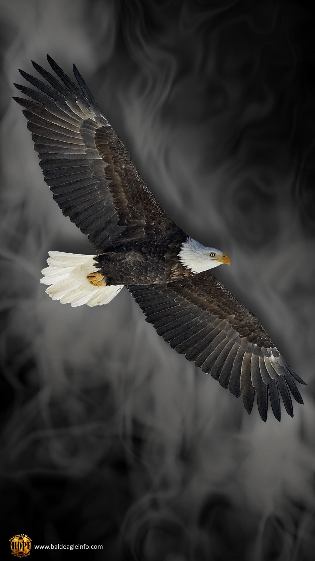 Eagle Mobile Wallpapers - Wallpaper Cave