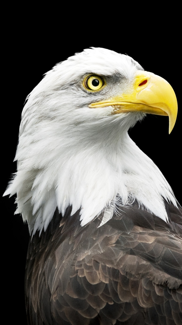 Eagle Mobile Wallpapers - Wallpaper Cave