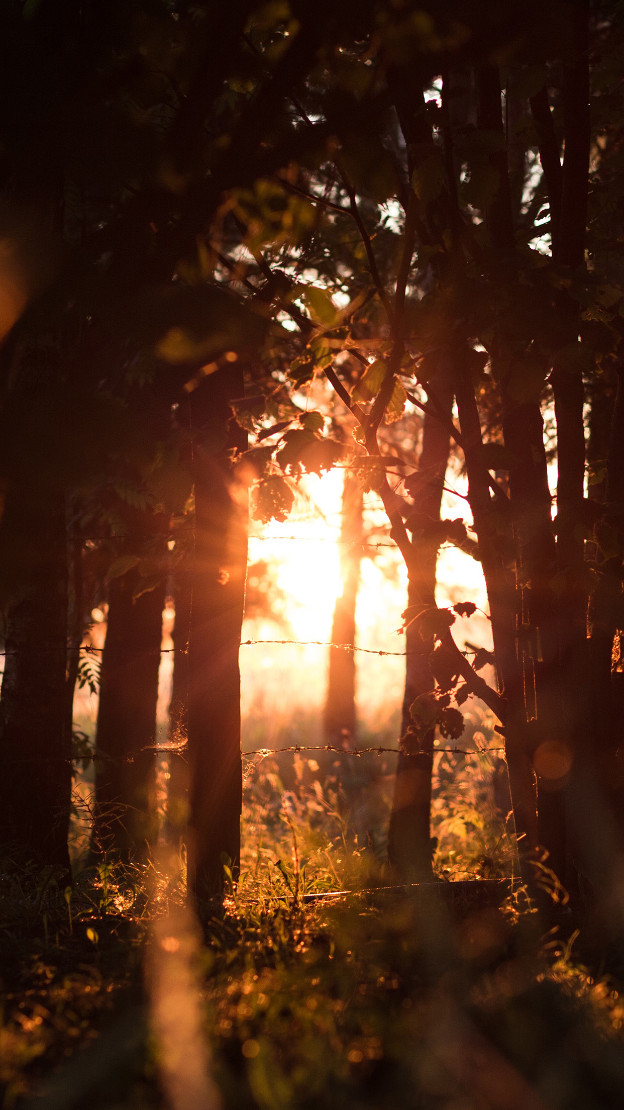 Autumn Sunset Tree Wallpapers - Wallpaper Cave