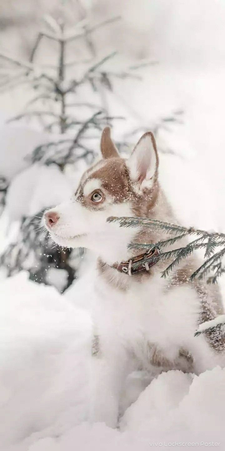 Winter Cats And Dogs Wallpapers - Wallpaper Cave
