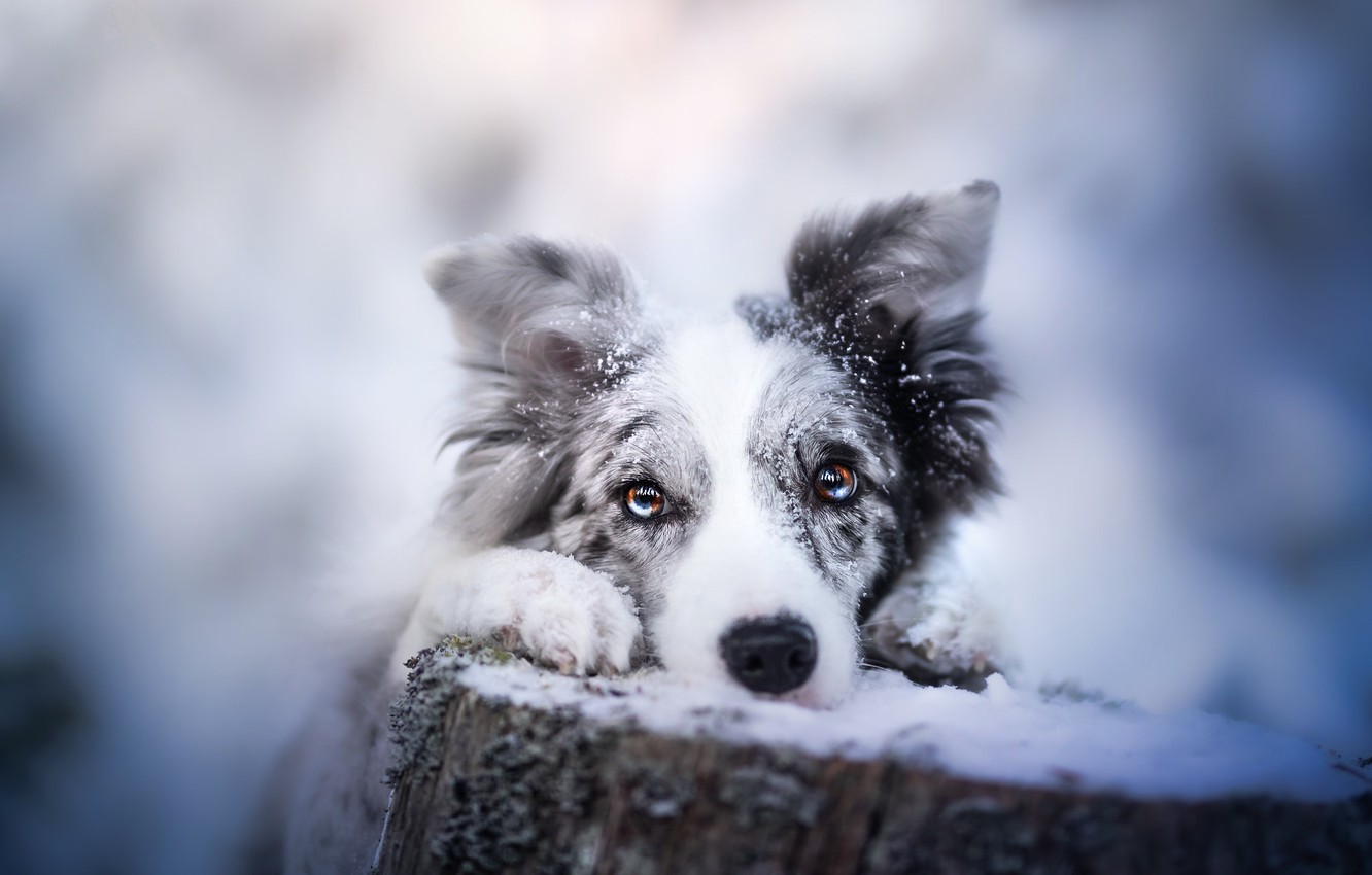 Winter Cats And Dogs Wallpapers - Wallpaper Cave