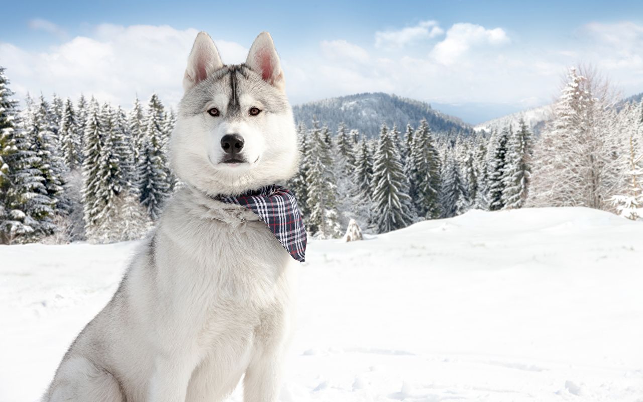 Winter Cats And Dogs Wallpapers - Wallpaper Cave