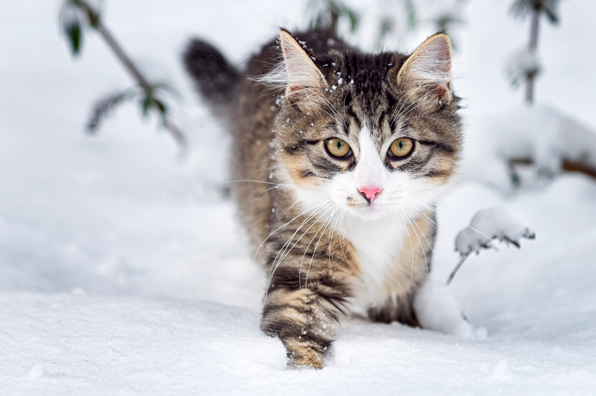 Winter Cats And Dogs Wallpapers - Wallpaper Cave