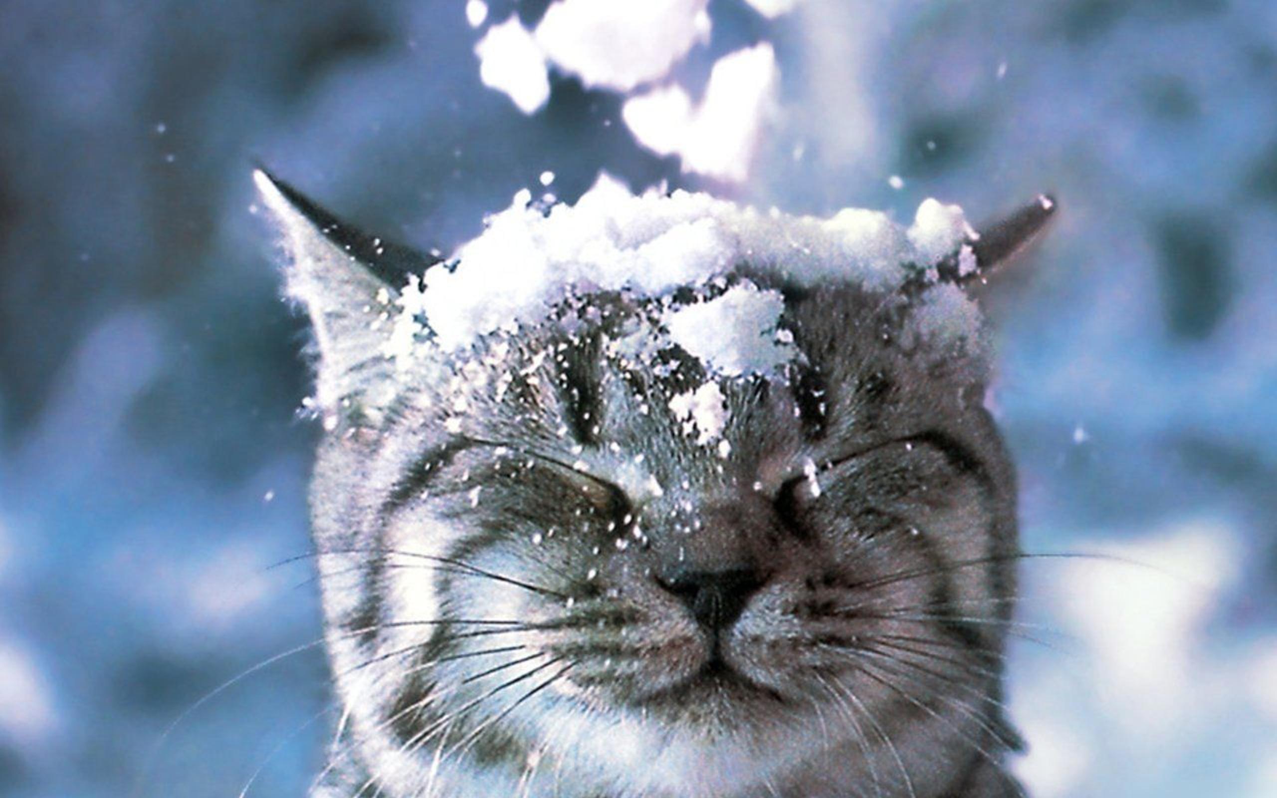 Winter Cats And Dogs Wallpapers - Wallpaper Cave