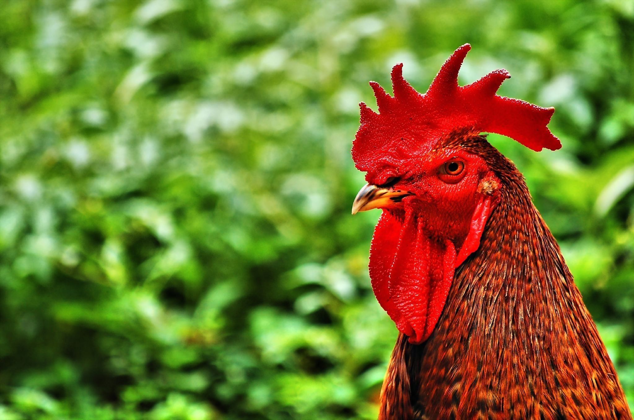 Red Hen Wallpapers - Wallpaper Cave