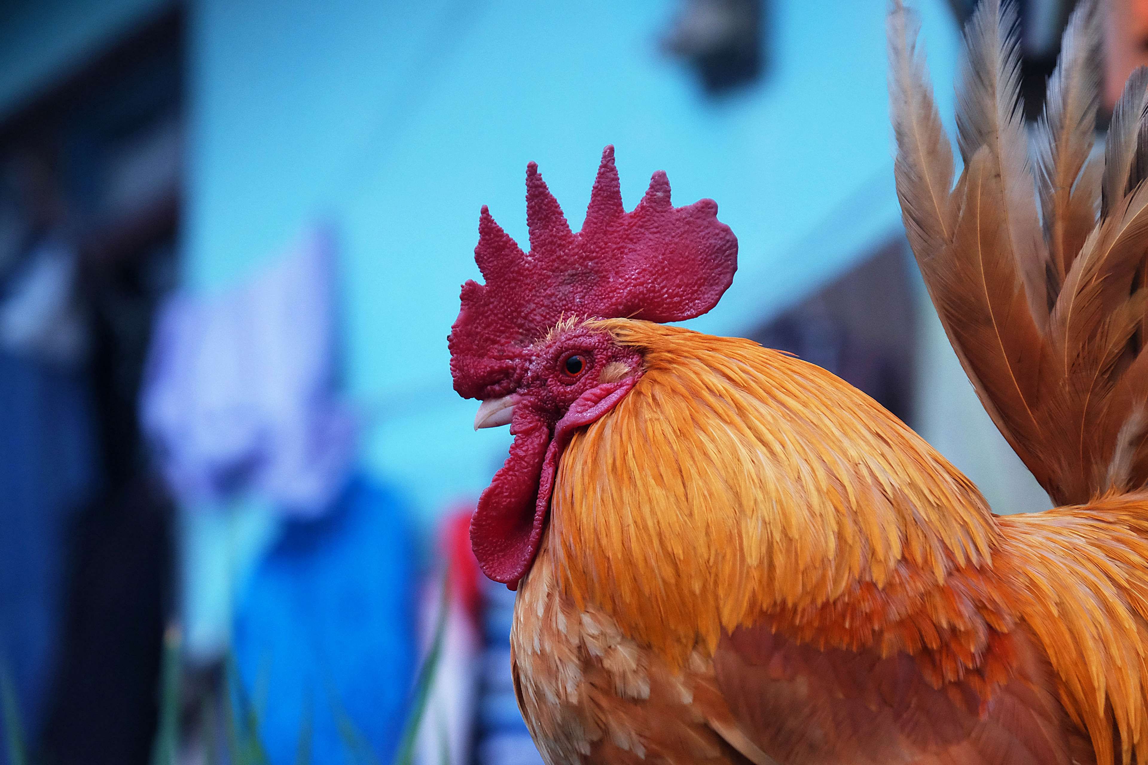 Red Hen Wallpapers - Wallpaper Cave