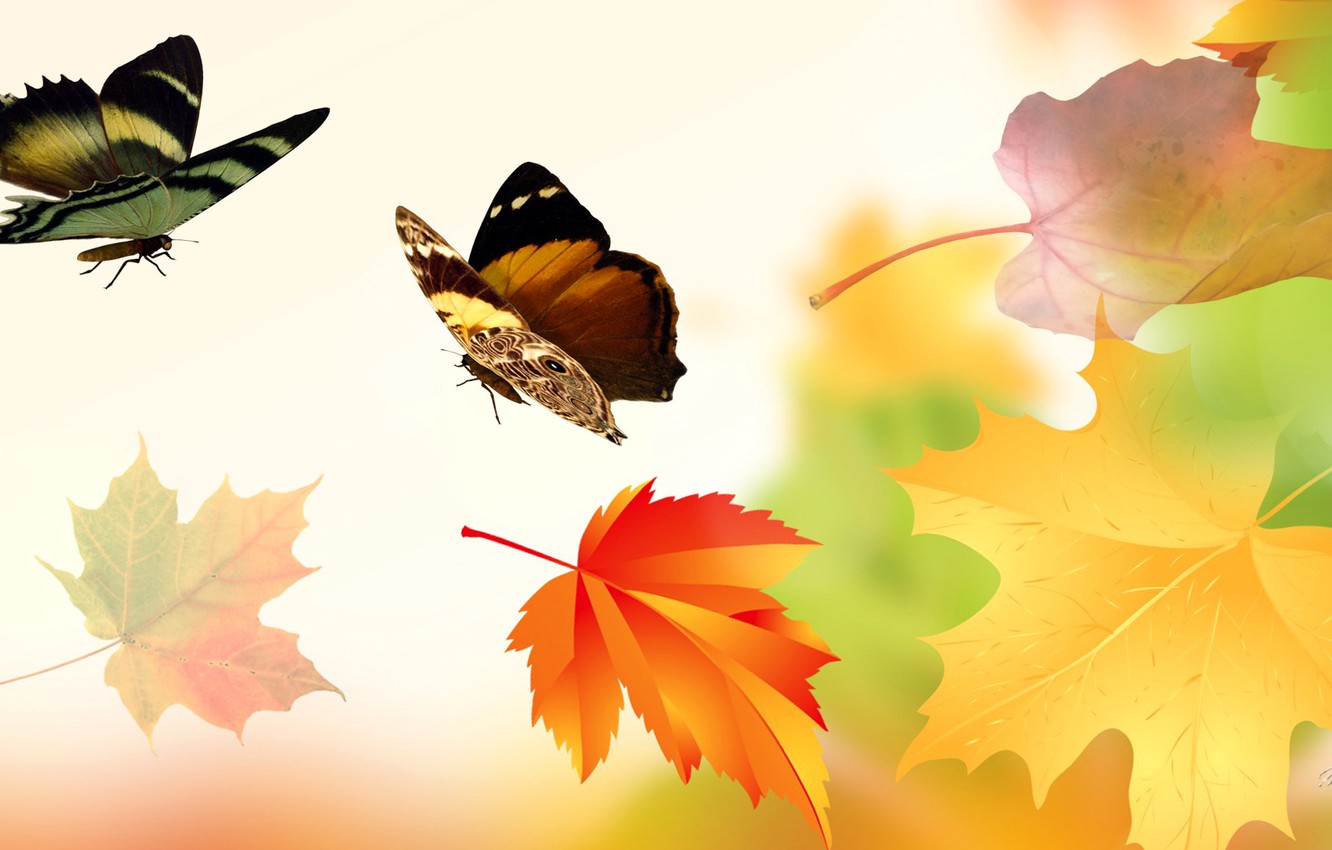 Autumn Butterfly Wallpapers - Wallpaper Cave