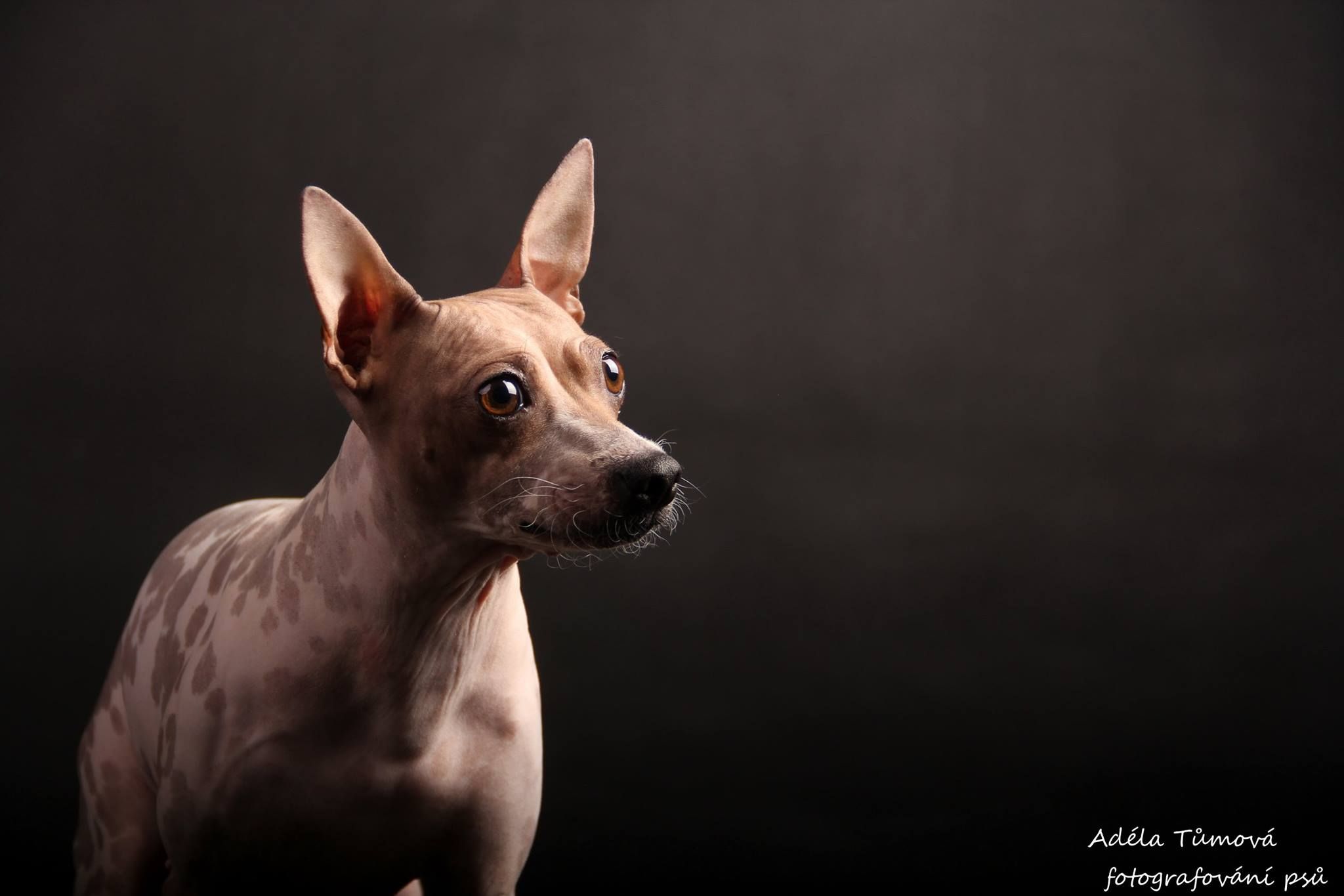 American Hairless Terrier Wallpapers - Wallpaper Cave