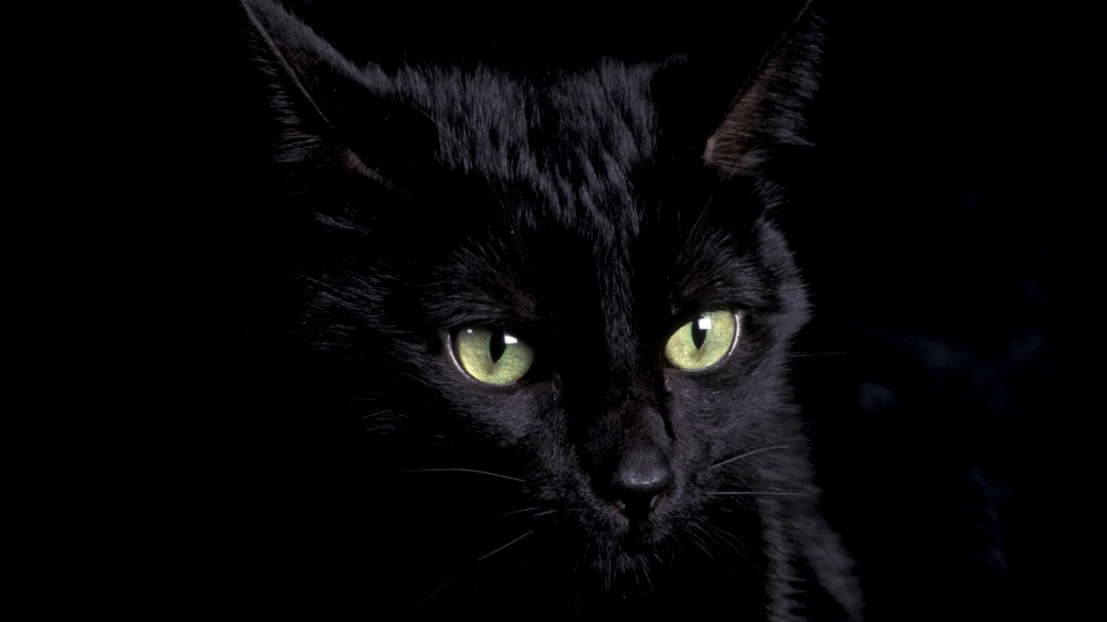 Green Cats Wallpapers - Wallpaper Cave