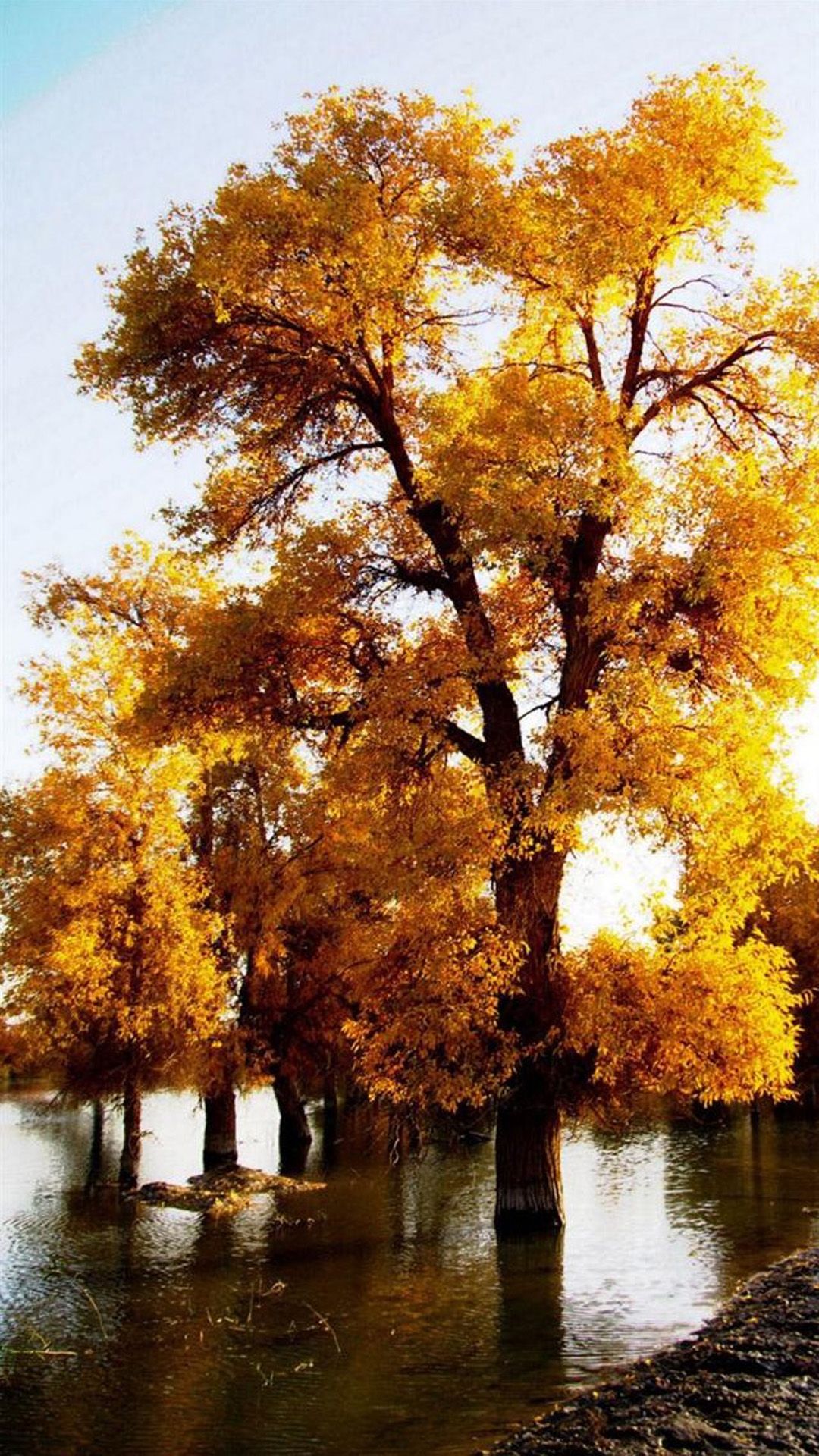 Golden Autumn Tree Wallpapers - Wallpaper Cave