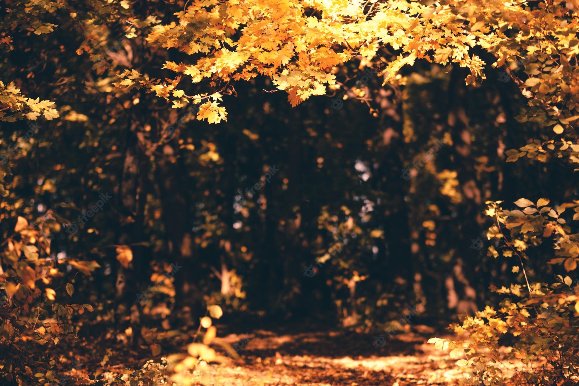 Golden Autumn Tree Wallpapers - Wallpaper Cave