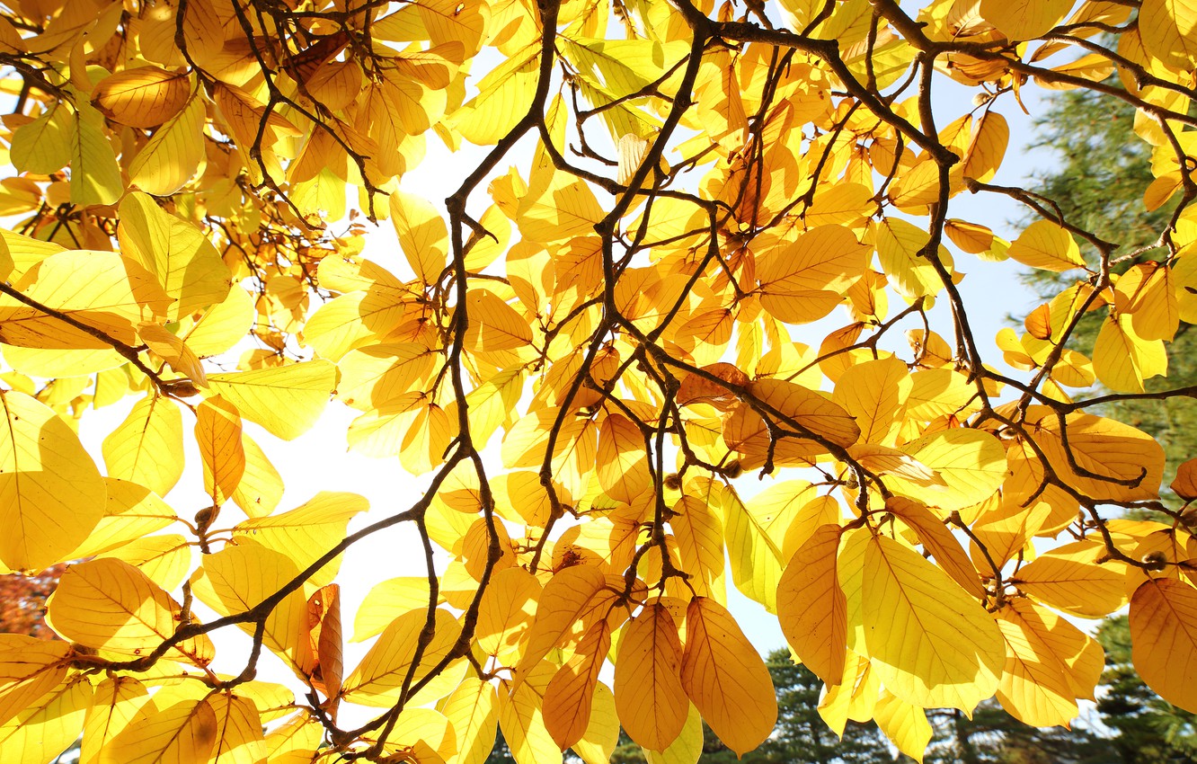 Golden Autumn Tree Wallpapers - Wallpaper Cave
