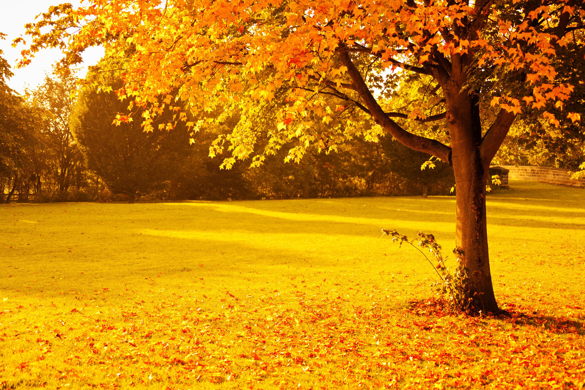 Golden Autumn Tree Wallpapers - Wallpaper Cave