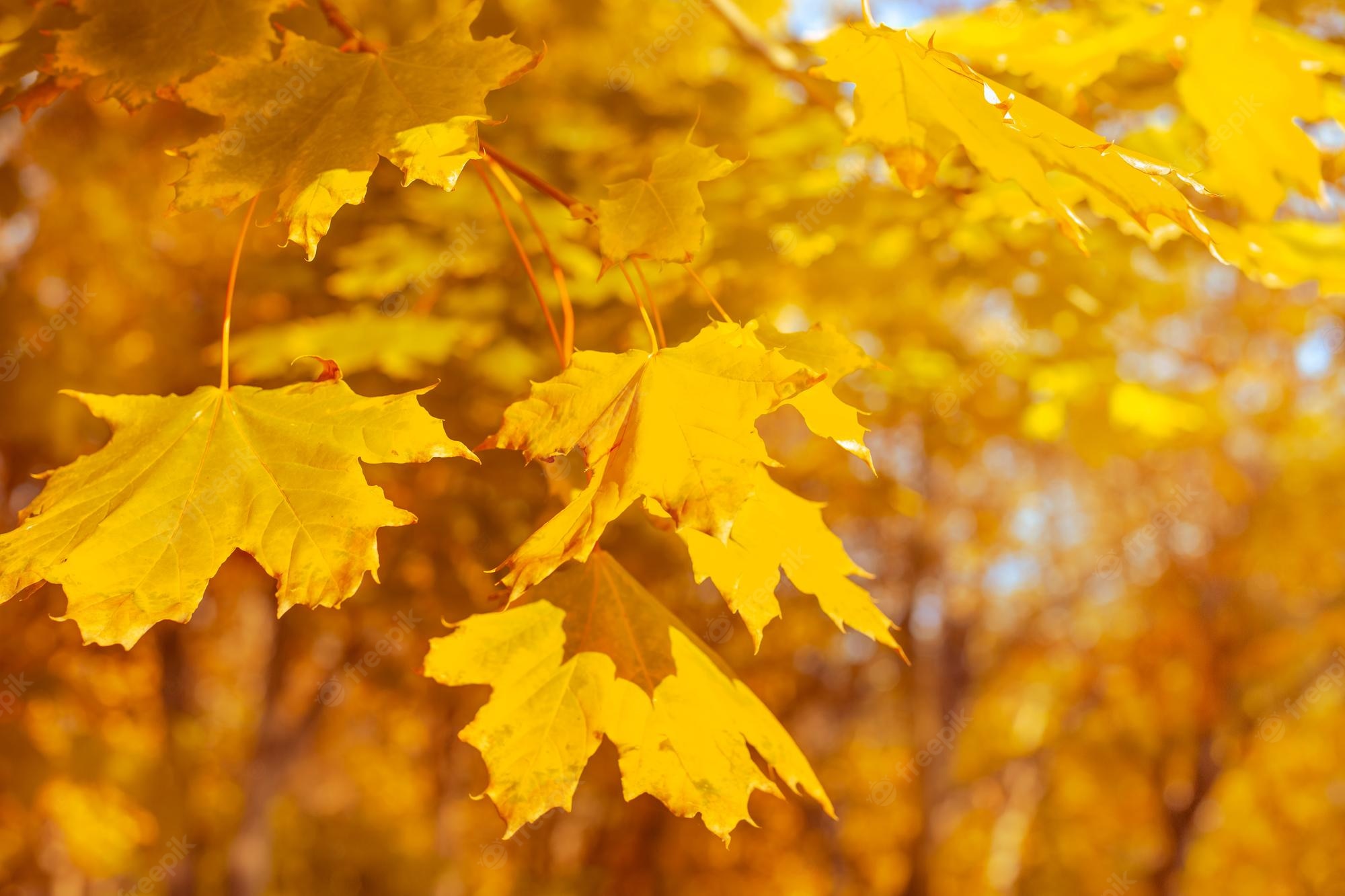 Golden Autumn Tree Wallpapers - Wallpaper Cave