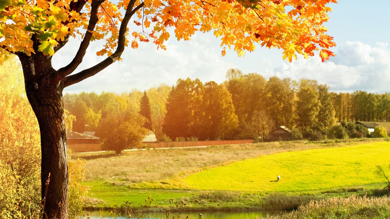 Golden Autumn Tree Wallpapers - Wallpaper Cave