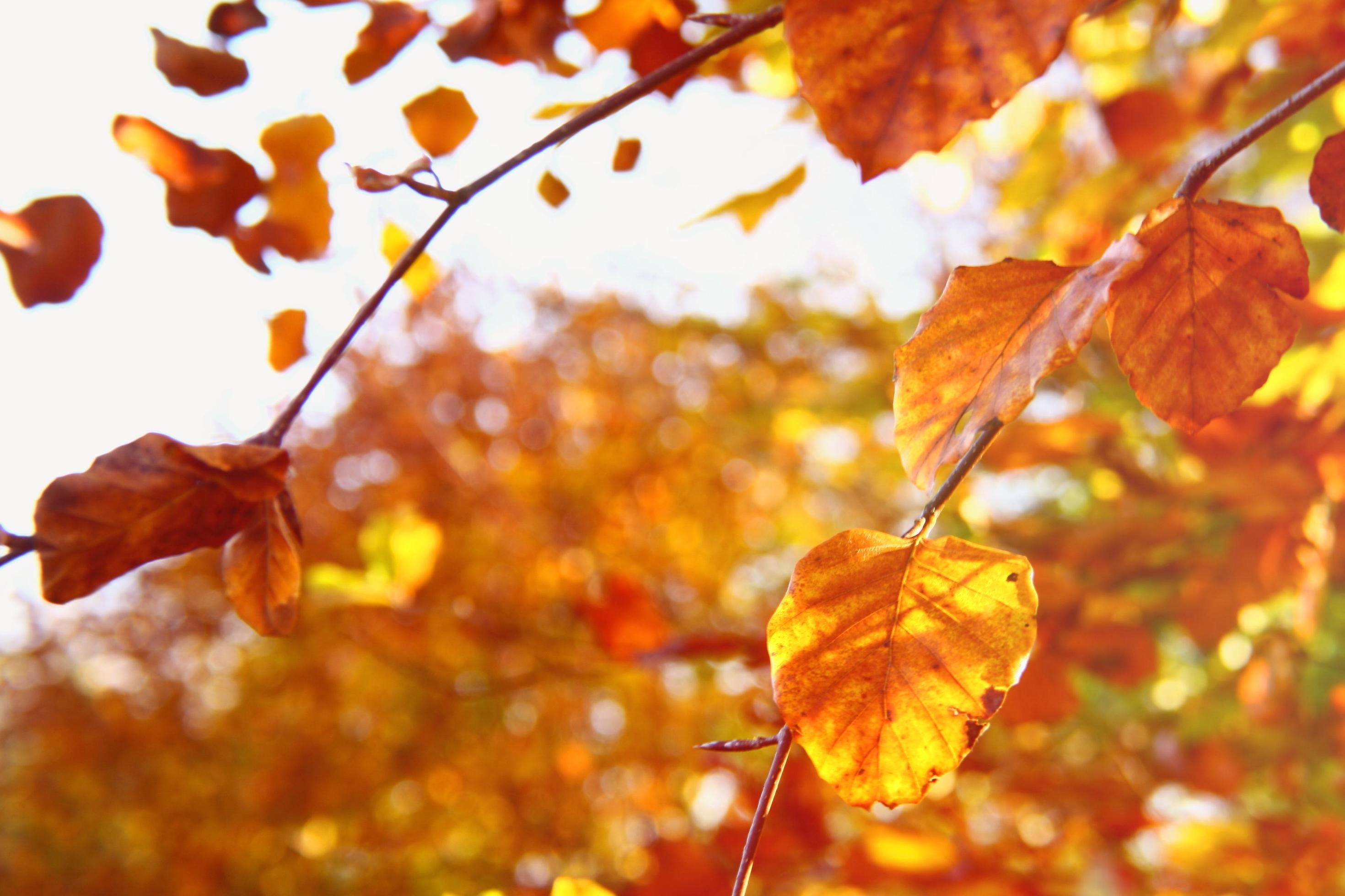 Golden Autumn Tree Wallpapers - Wallpaper Cave