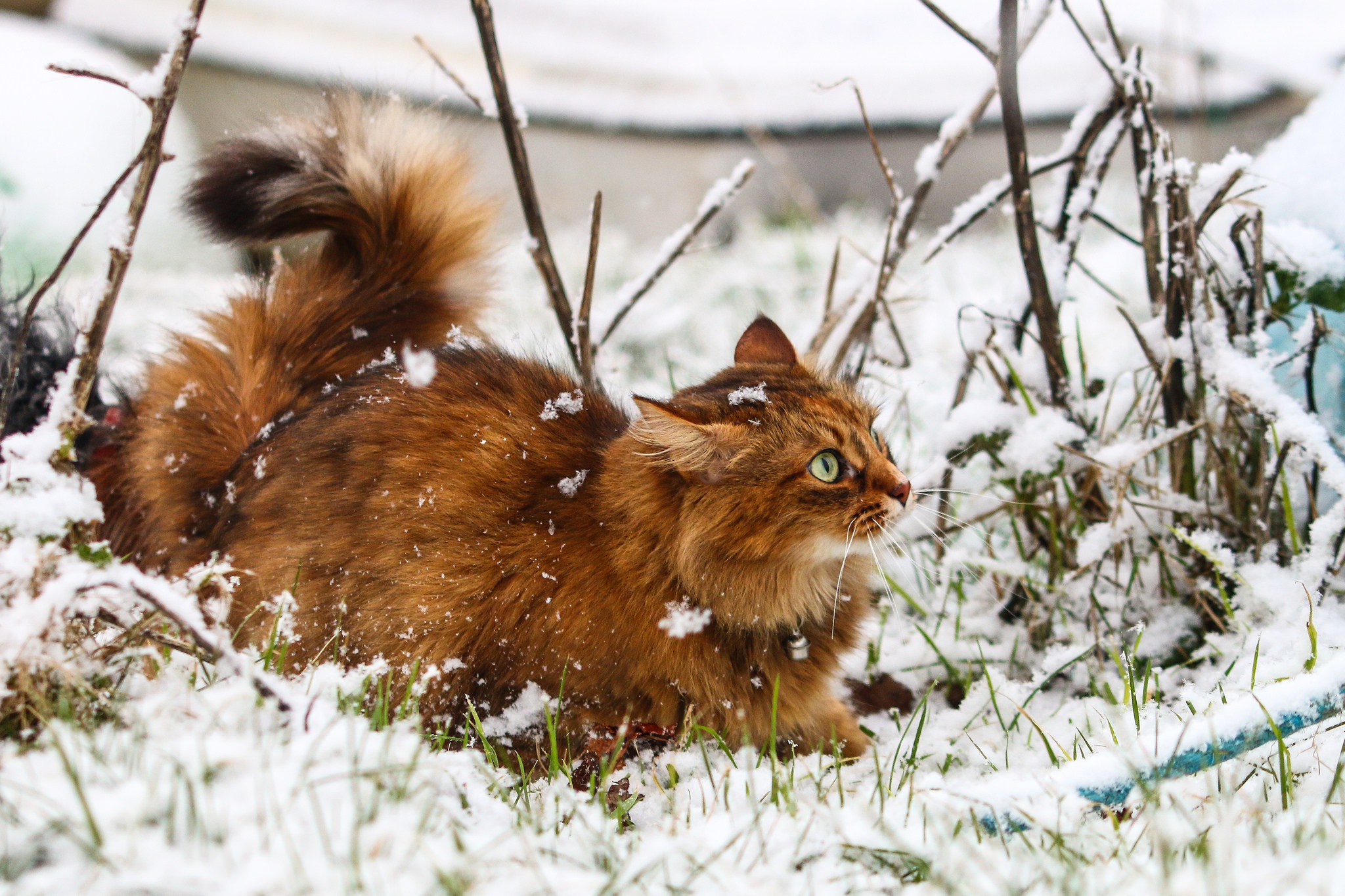Winter Cats Orange Wallpapers - Wallpaper Cave