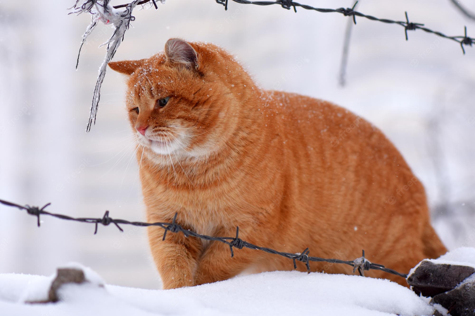Winter Cats Orange Wallpapers - Wallpaper Cave